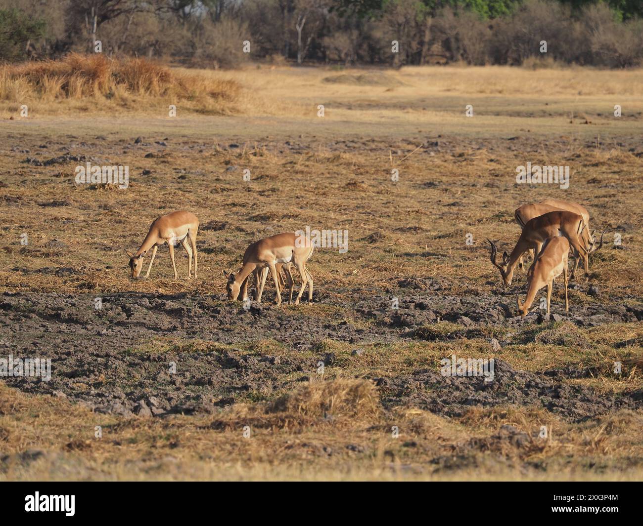 Impala, a herbivore and major prey species to many of the major ...