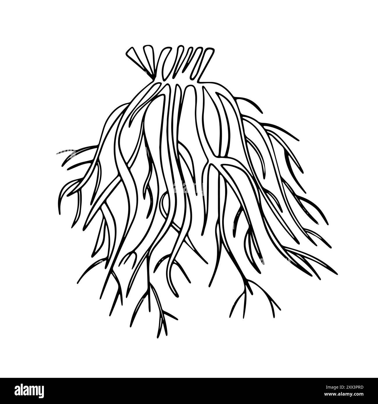 Vector isolated illustration of the fibrous root system on a white ...