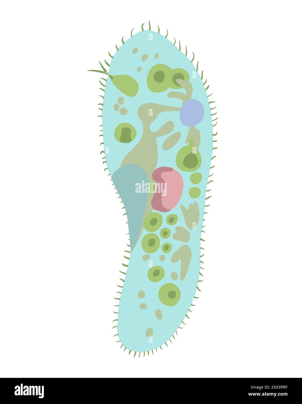 Vector isolated illustration of infusoria on a white background Stock ...
