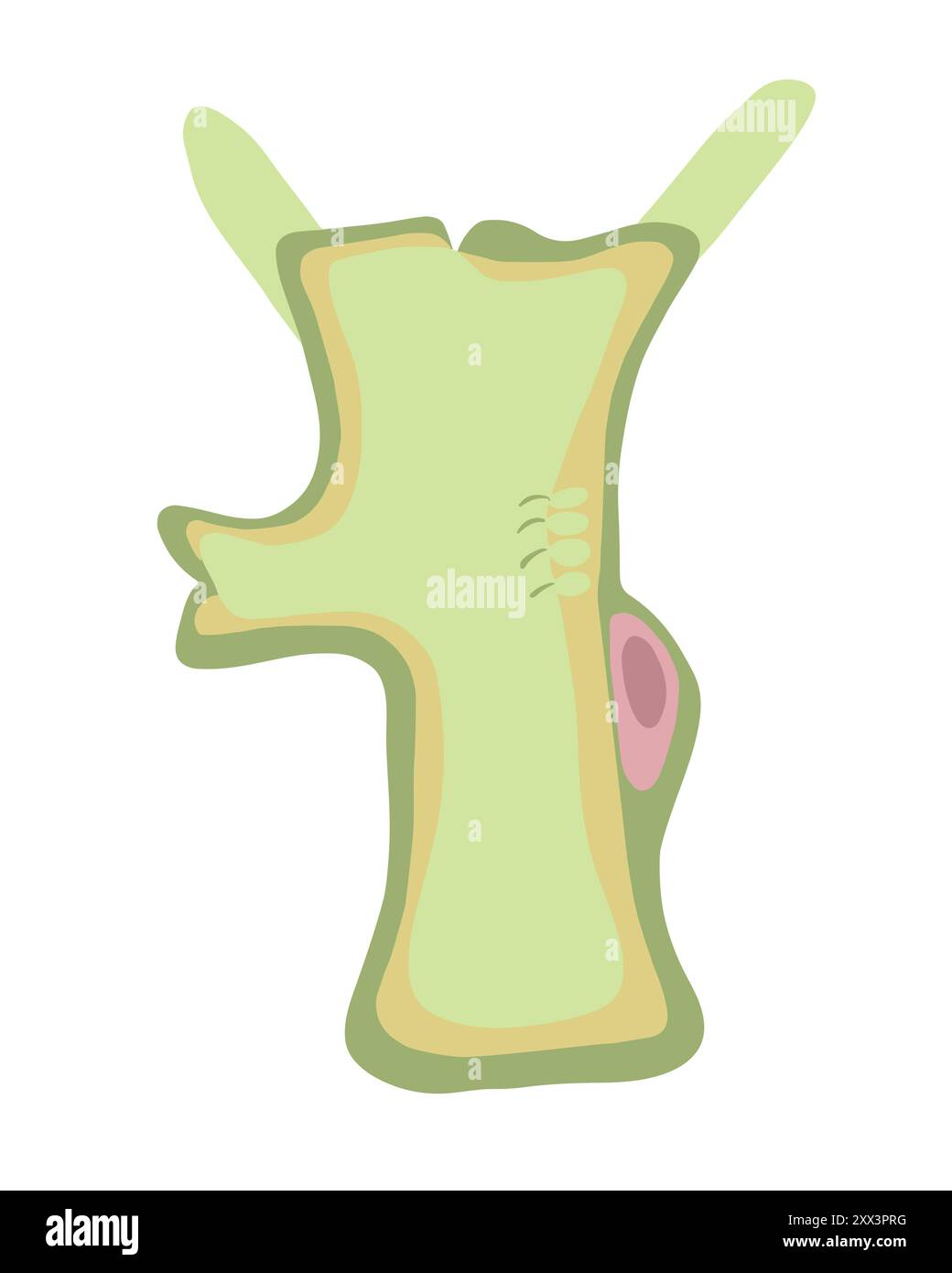 Vector isolated illustration of hydra structure on white background ...