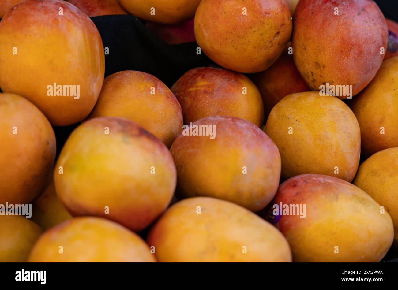 Stacked mangoes at a market stall in the city. Stacked mangoes at a ...