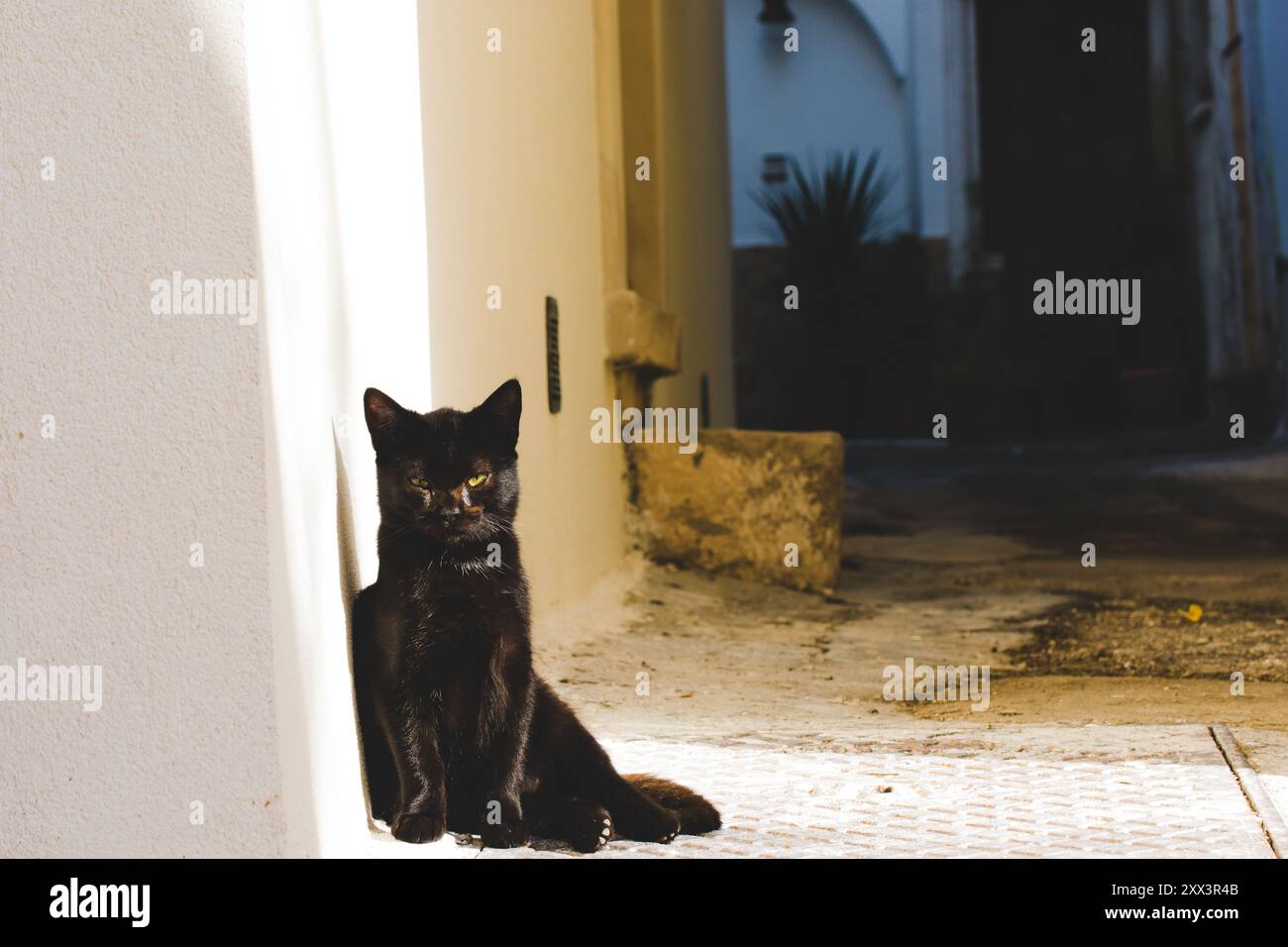 Leaning against cat hi-res stock photography and images - Alamy
