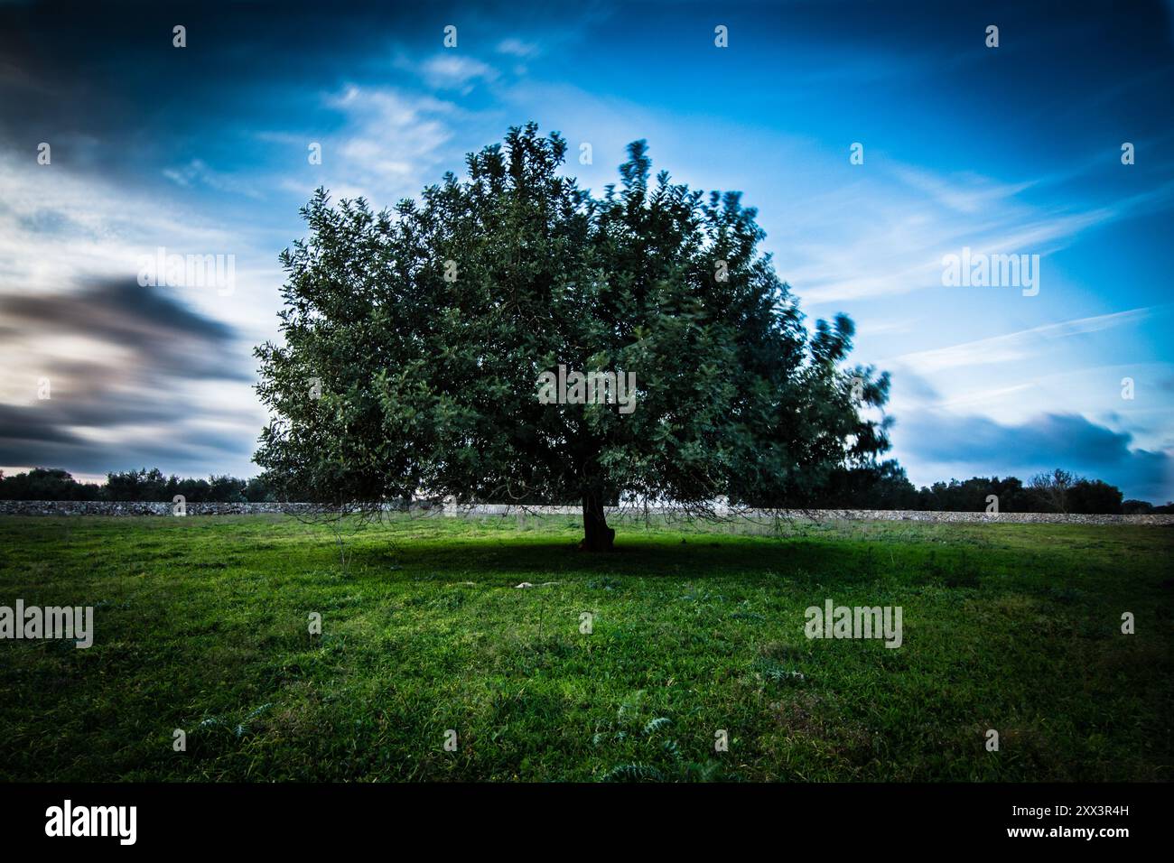 Large tree full foliage hi-res stock photography and images - Alamy