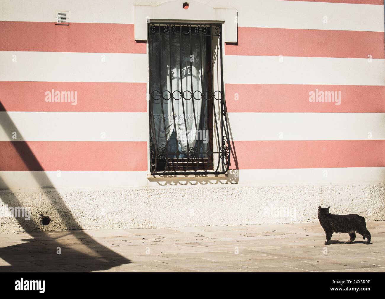 Cat wall walking hi-res stock photography and images - Alamy