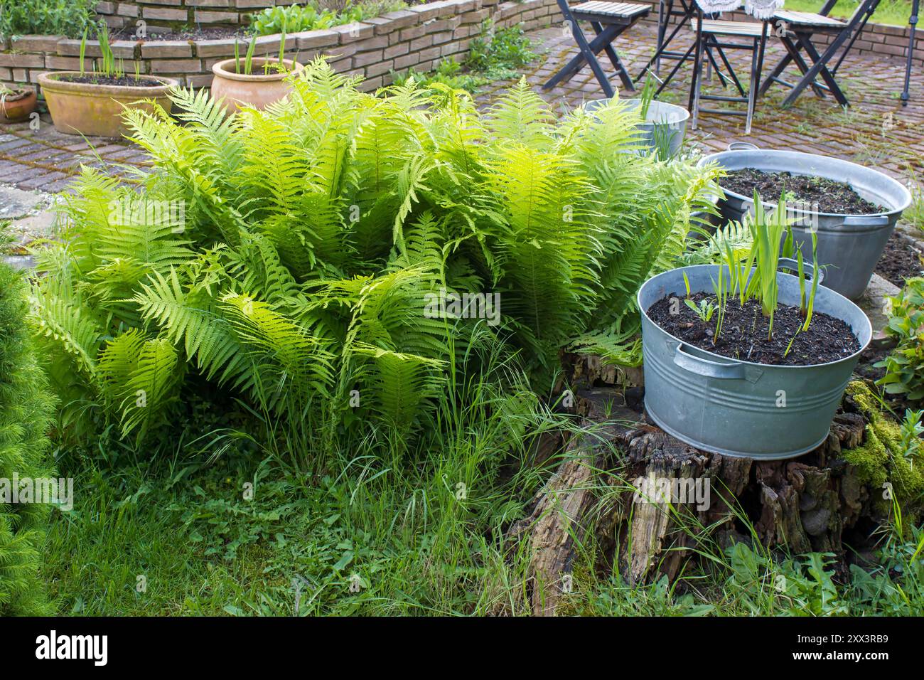 rustic garden - fern and plants in tin tub Stock Photo - Alamy