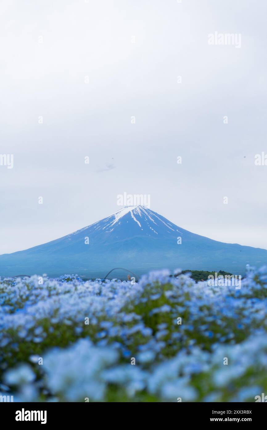 Blue flowers front of Mount Fuji in Tokyo, Japan Stock Photo - Alamy