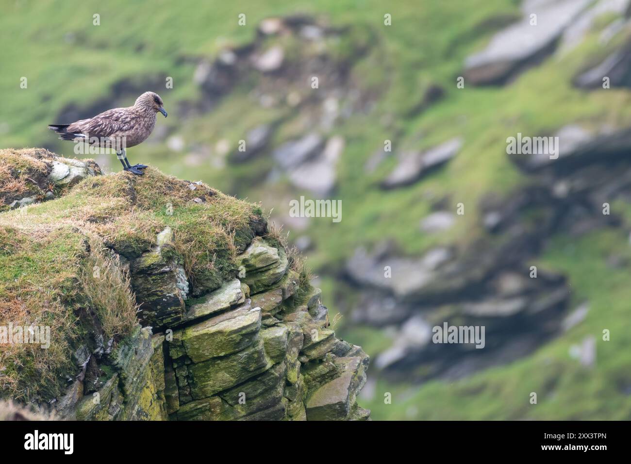 Hermaness great skua hi-res stock photography and images - Alamy