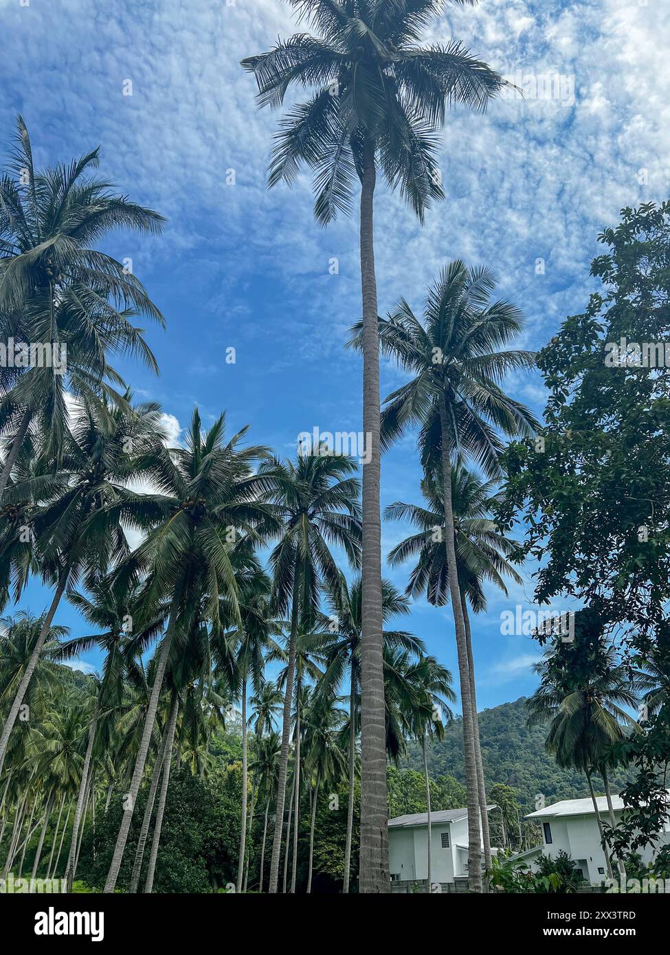This photo captures tall palm trees reaching towards a blue sky with ...