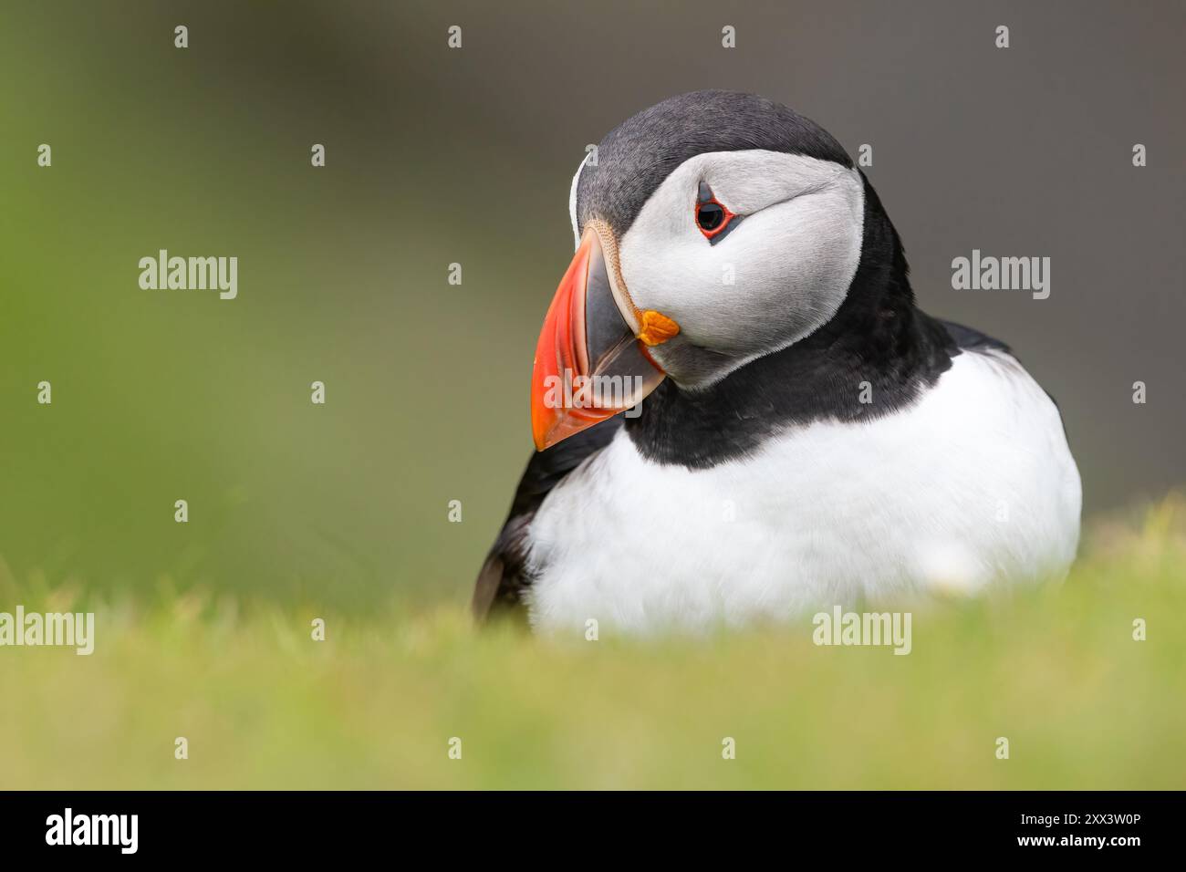 Shetland islands birds hi-res stock photography and images - Alamy