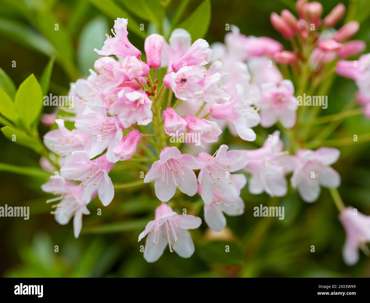 Natural close up flowering plant portrait of petite Rhododendron ...