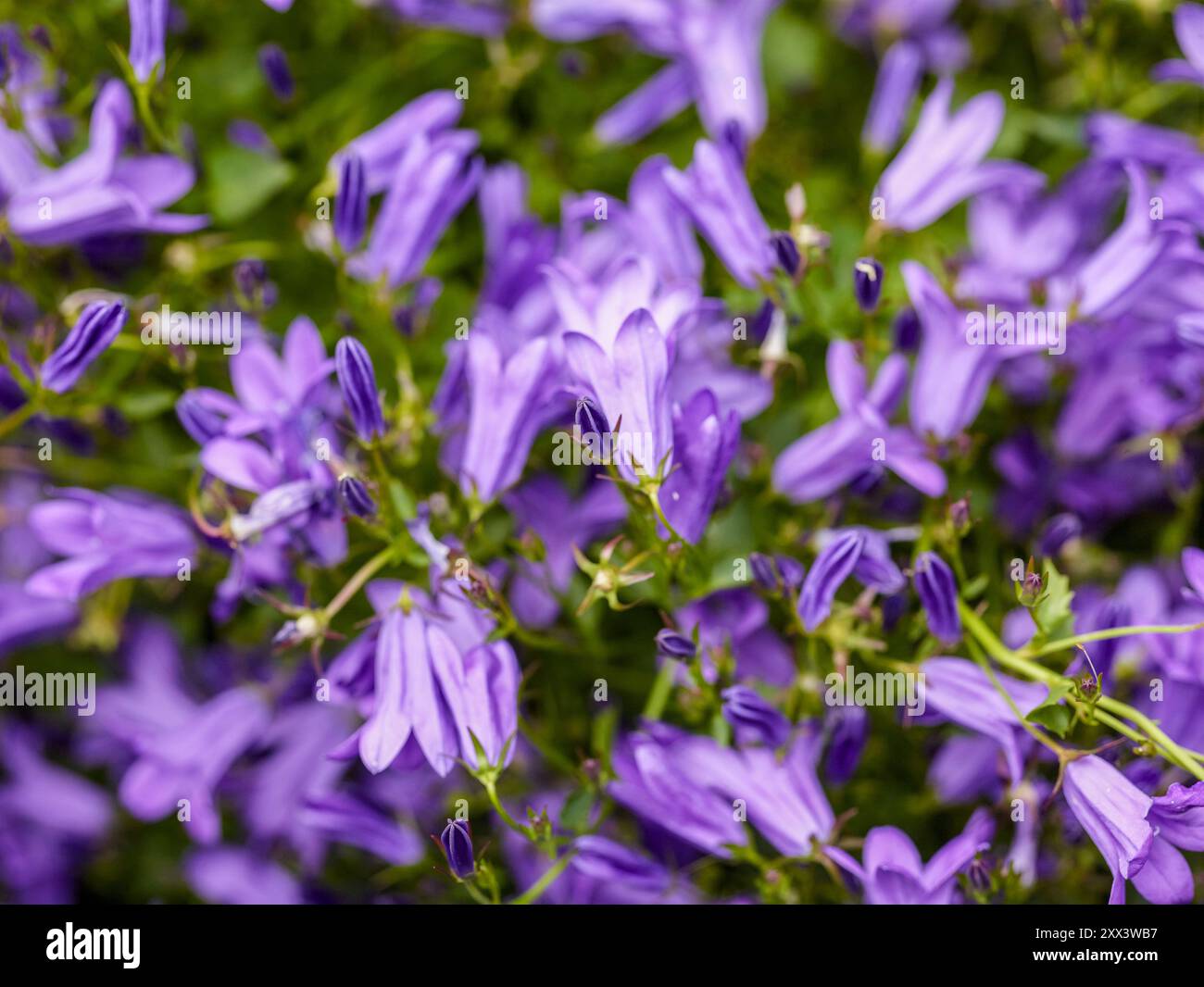 Five distinct flowers hi-res stock photography and images - Alamy