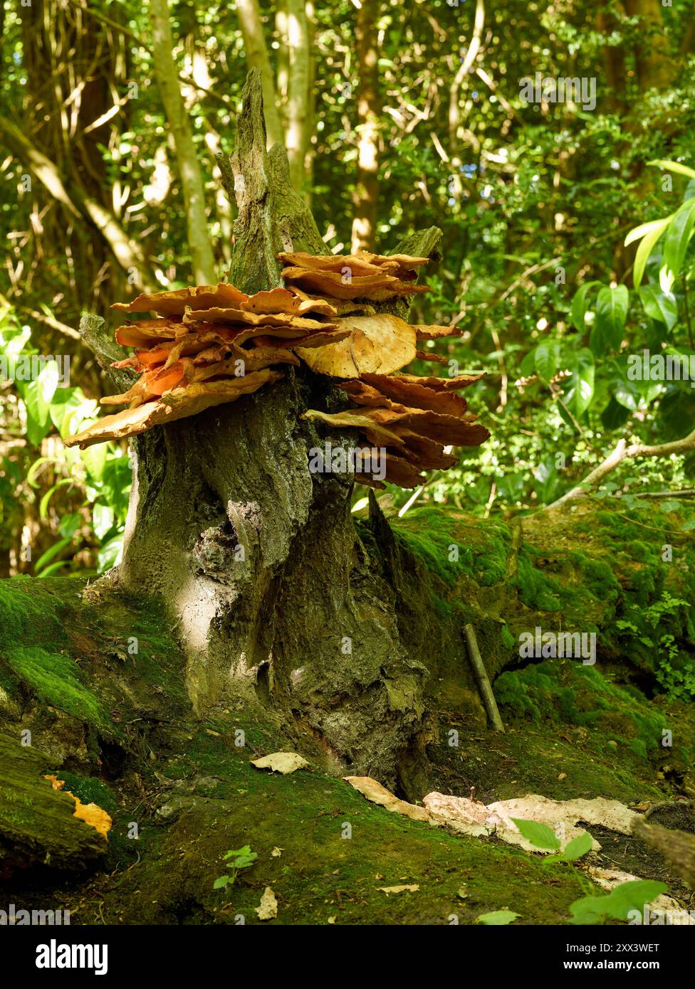 Natural intimate environmental still life of twisted tree trunk with ...