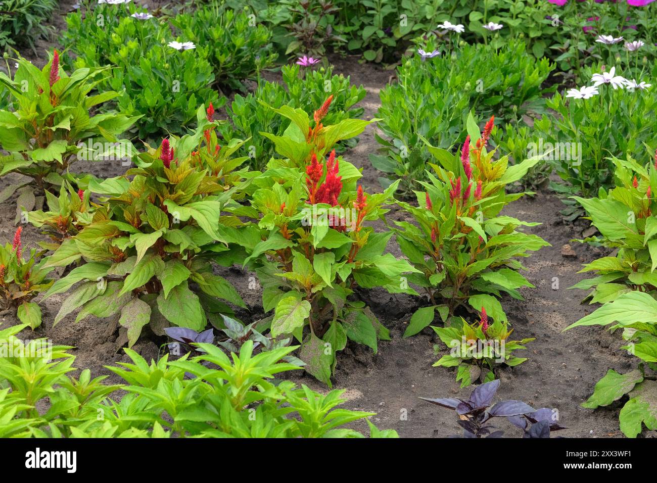 Cottage garden. Amaranth is growing in rustic garden. Organic red ...