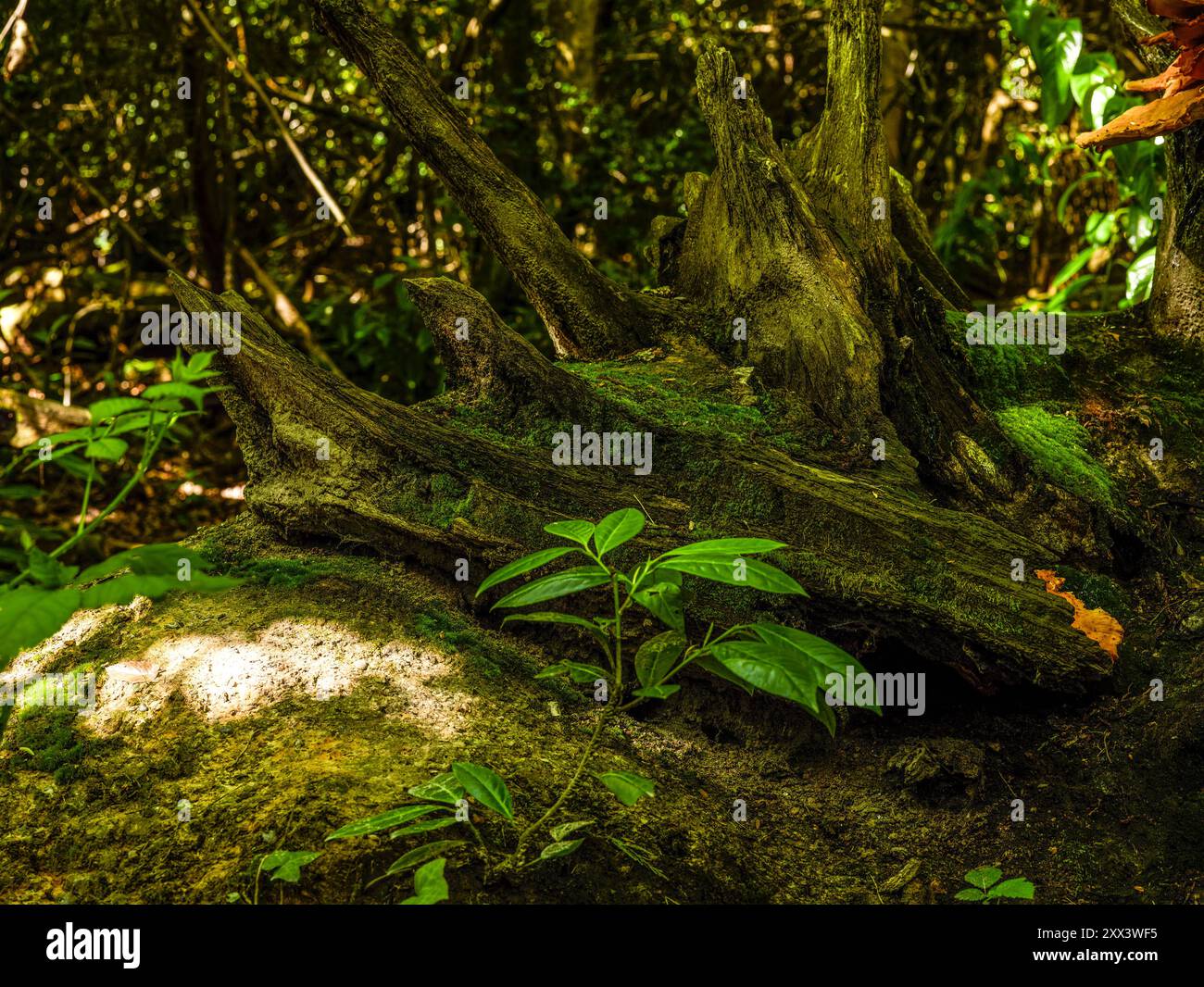 Natural intimate environmental still life of twisted tree trunk with ...