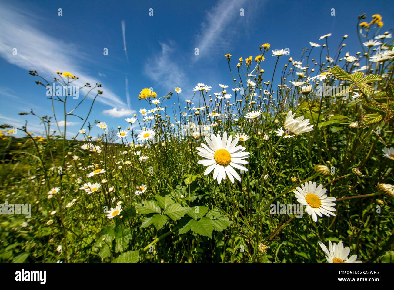 Ultra wide angle image of daisy-like flowers under sunny blue sky with stunning cloud on the The ...
