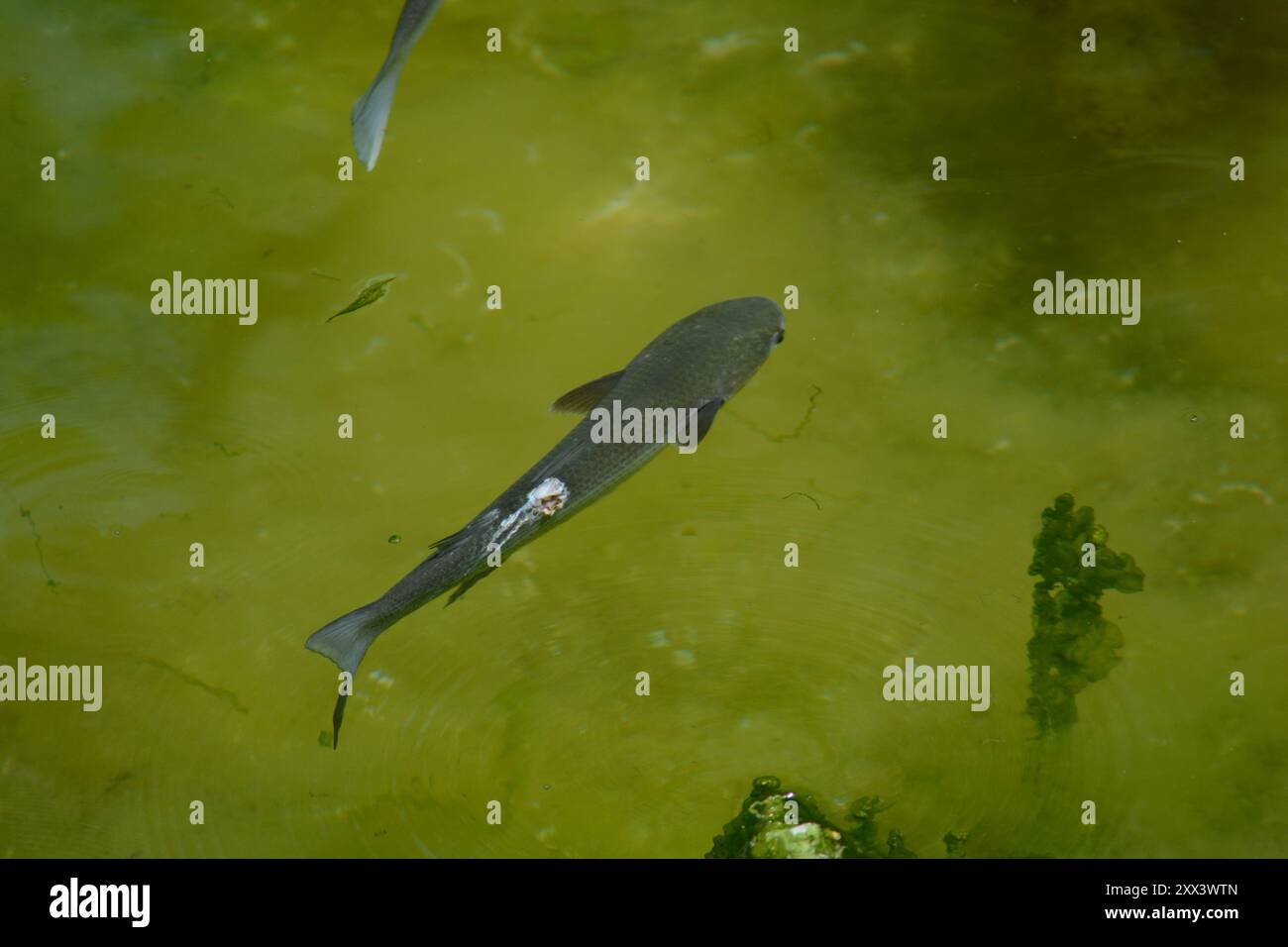 a wounded fish swimming in a sea water Stock Photo - Alamy