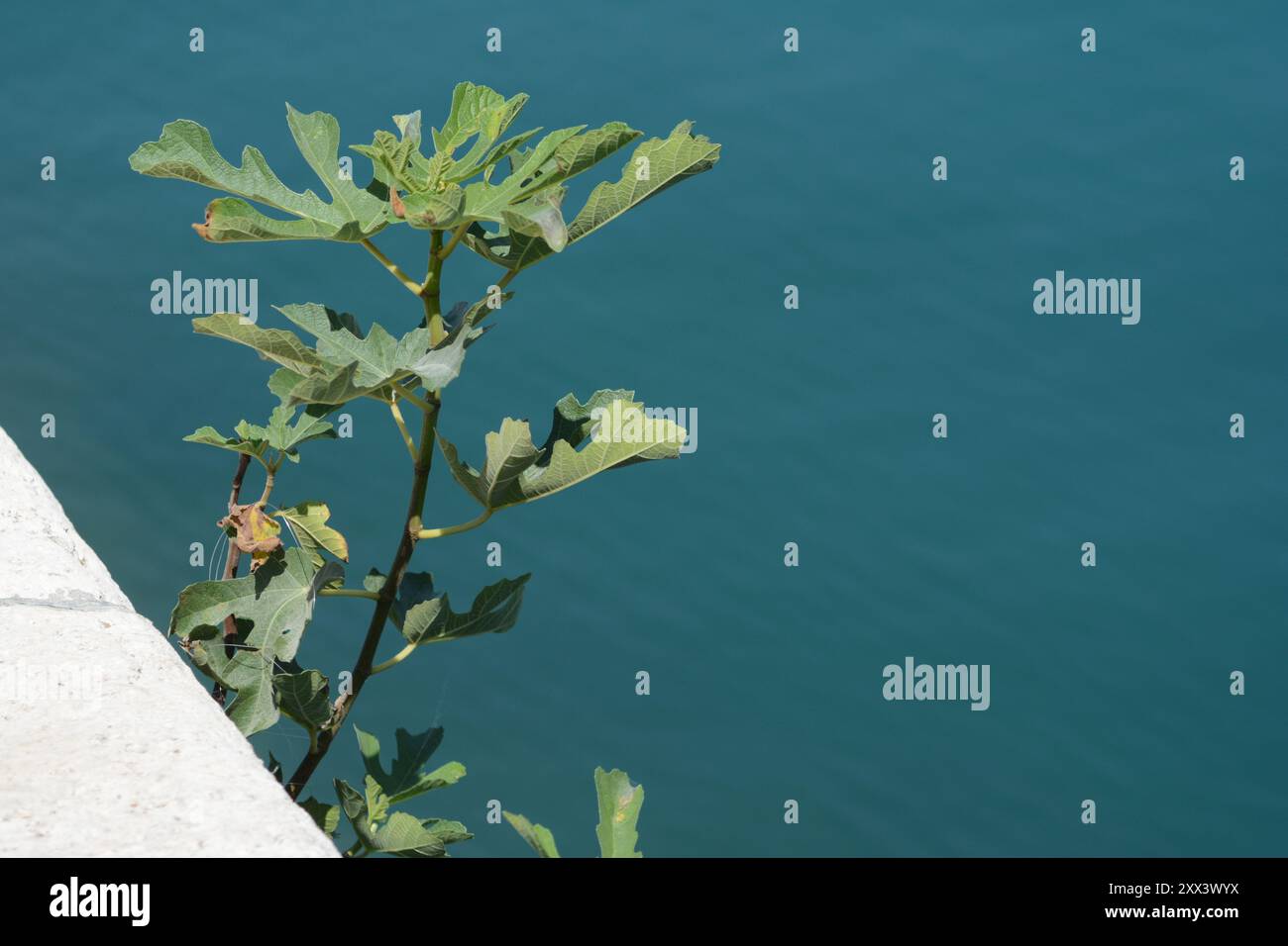 fig tree rising from stone dock next to sea water Stock Photo - Alamy