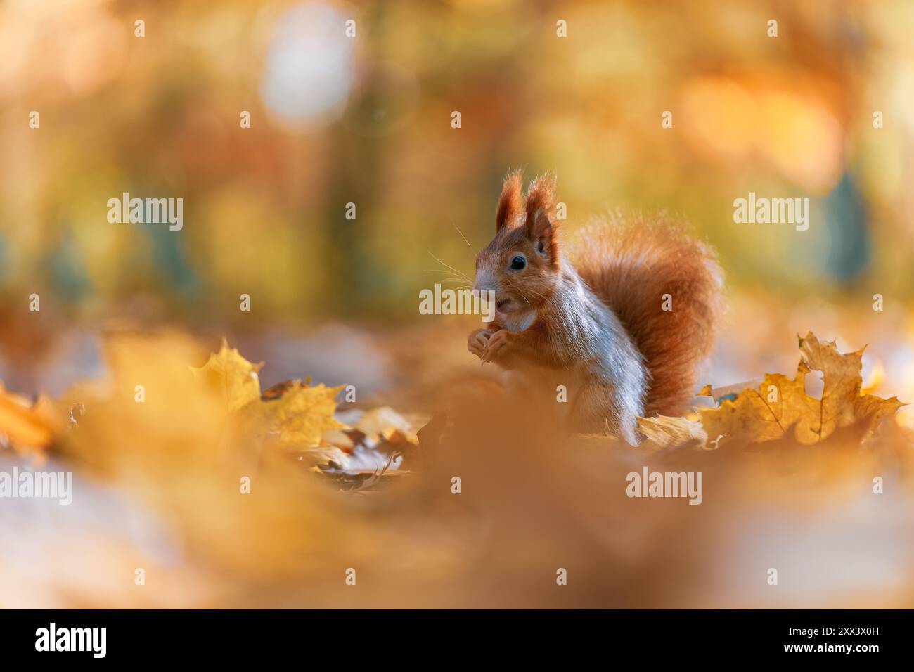 A curious squirrel (Sciurus vulgaris) with nice emotion and smile in ...