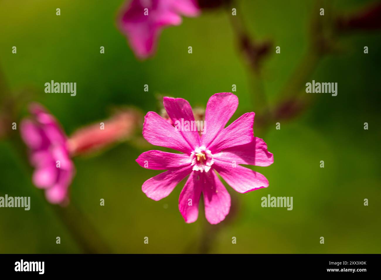 Natural very close up flowering plant portrait of Silene dioica ...