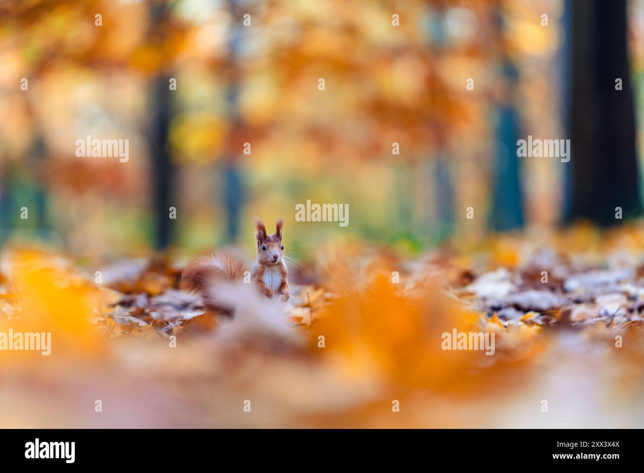 Squirrel in autumn foliage hi-res stock photography and images - Alamy