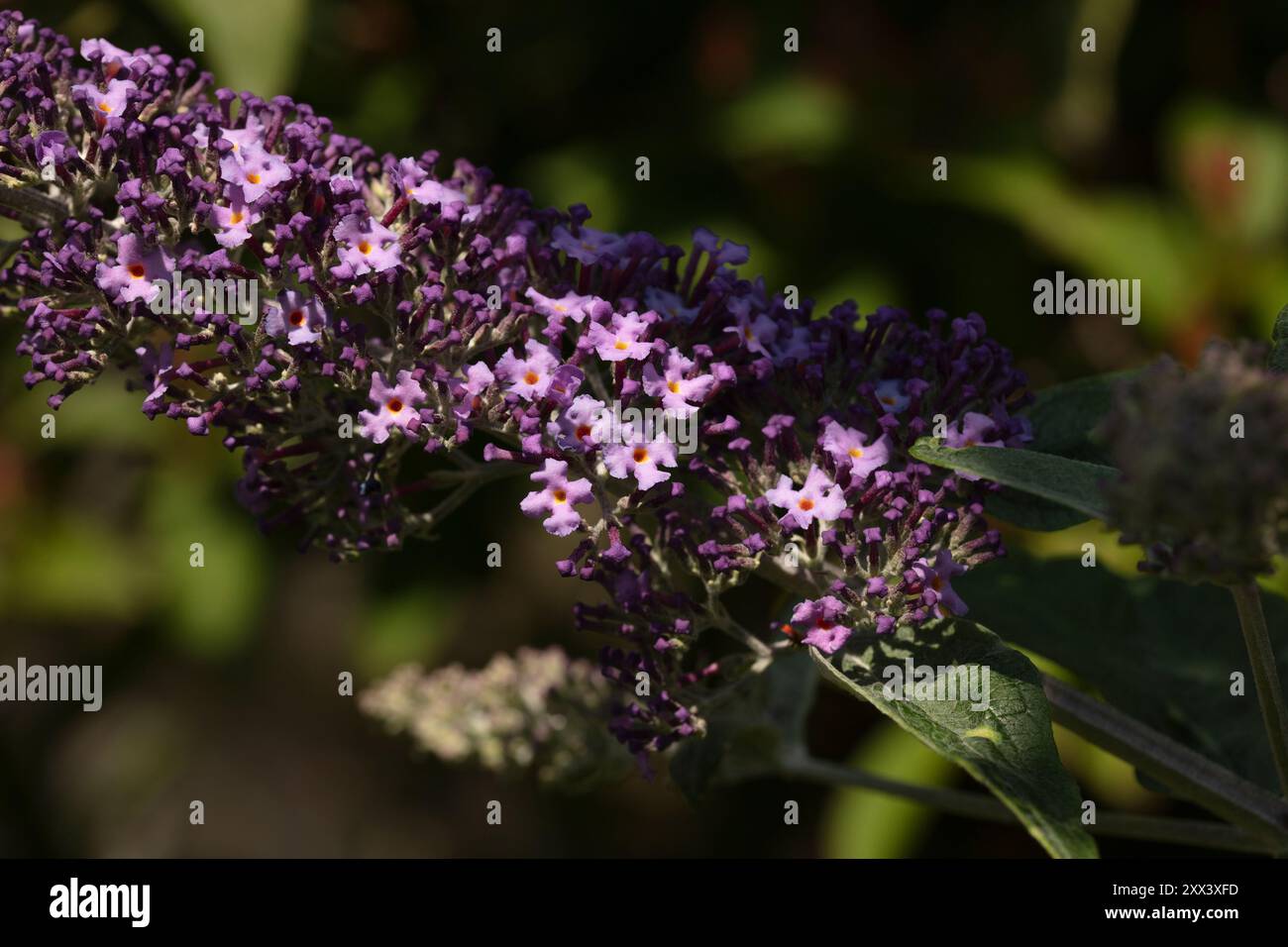 Moody close up of Buddleja, Buddleia, Buddlea, butterfly bush, in good ...