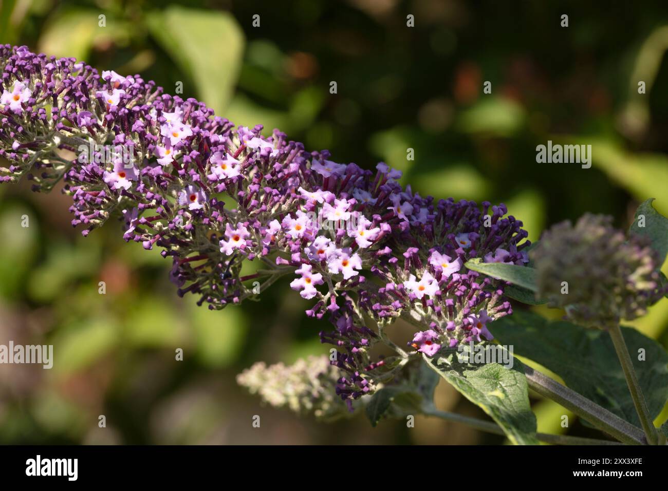 Moody close up of Buddleja, Buddleia, Buddlea, butterfly bush, in good ...