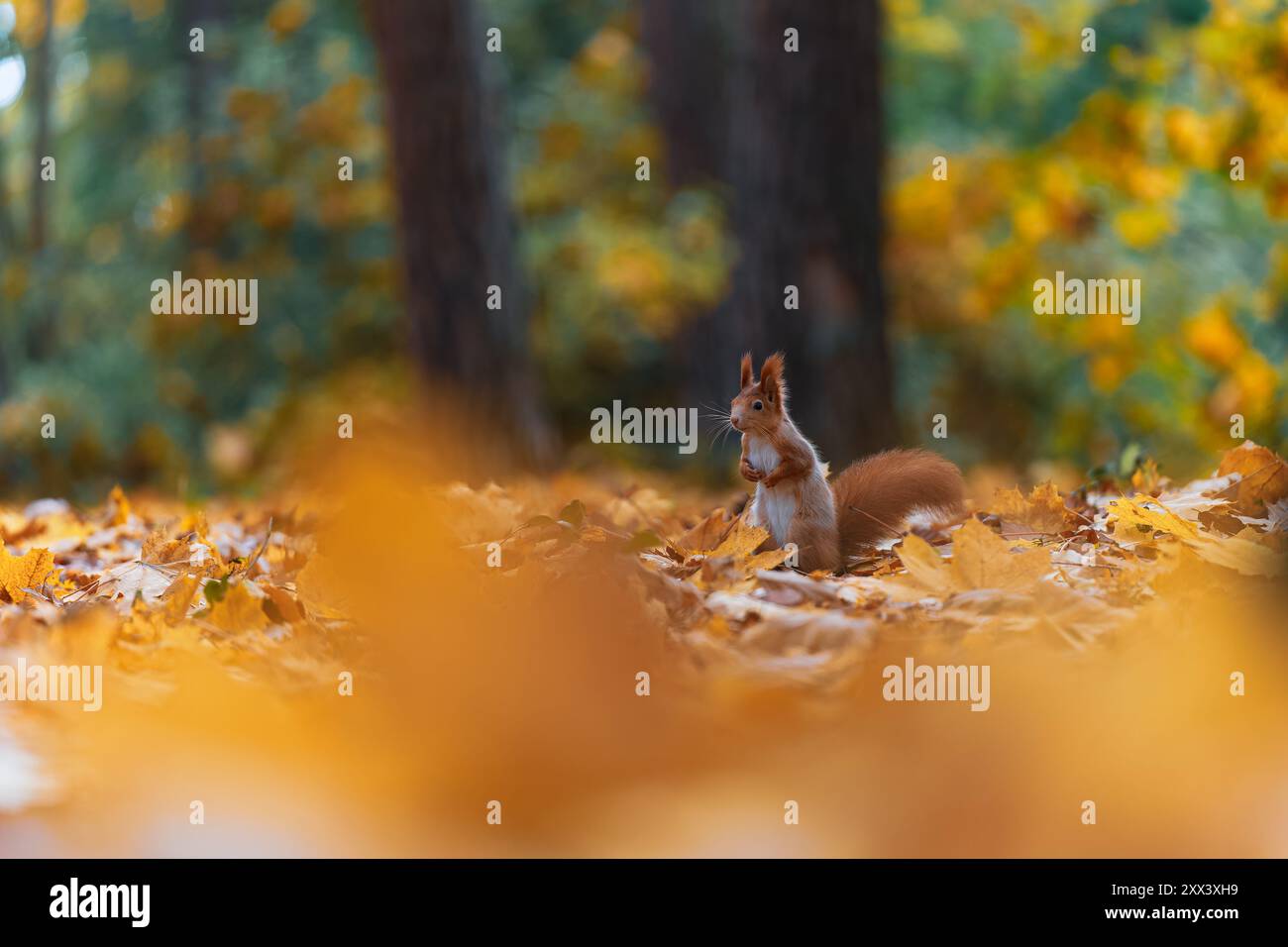 A curious squirrel (Sciurus vulgaris) hides in the autumn leaves in a ...