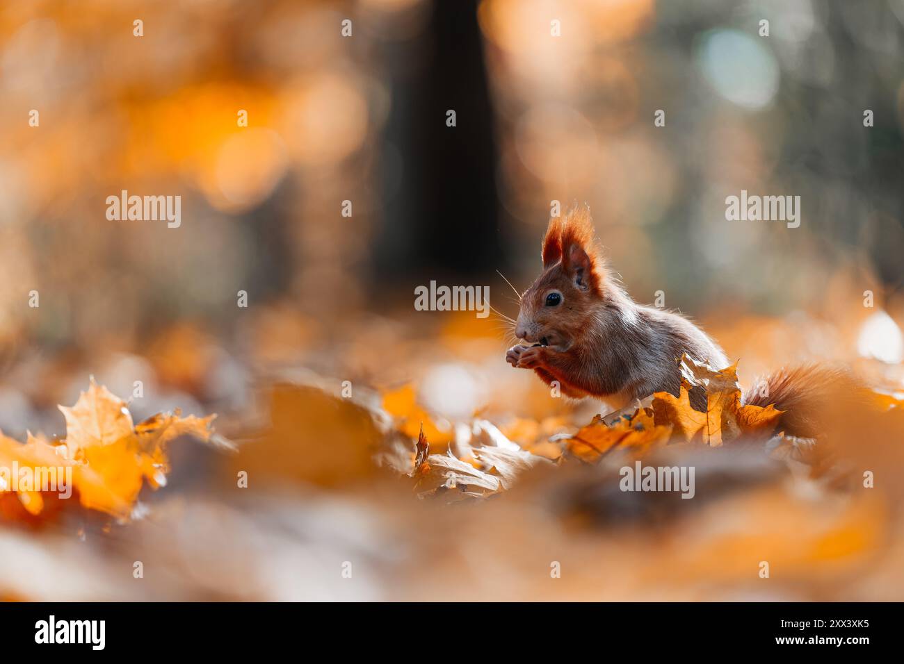 A close-up shot of a squirrel (Sciurus vulgaris) feeding in a vibrant ...
