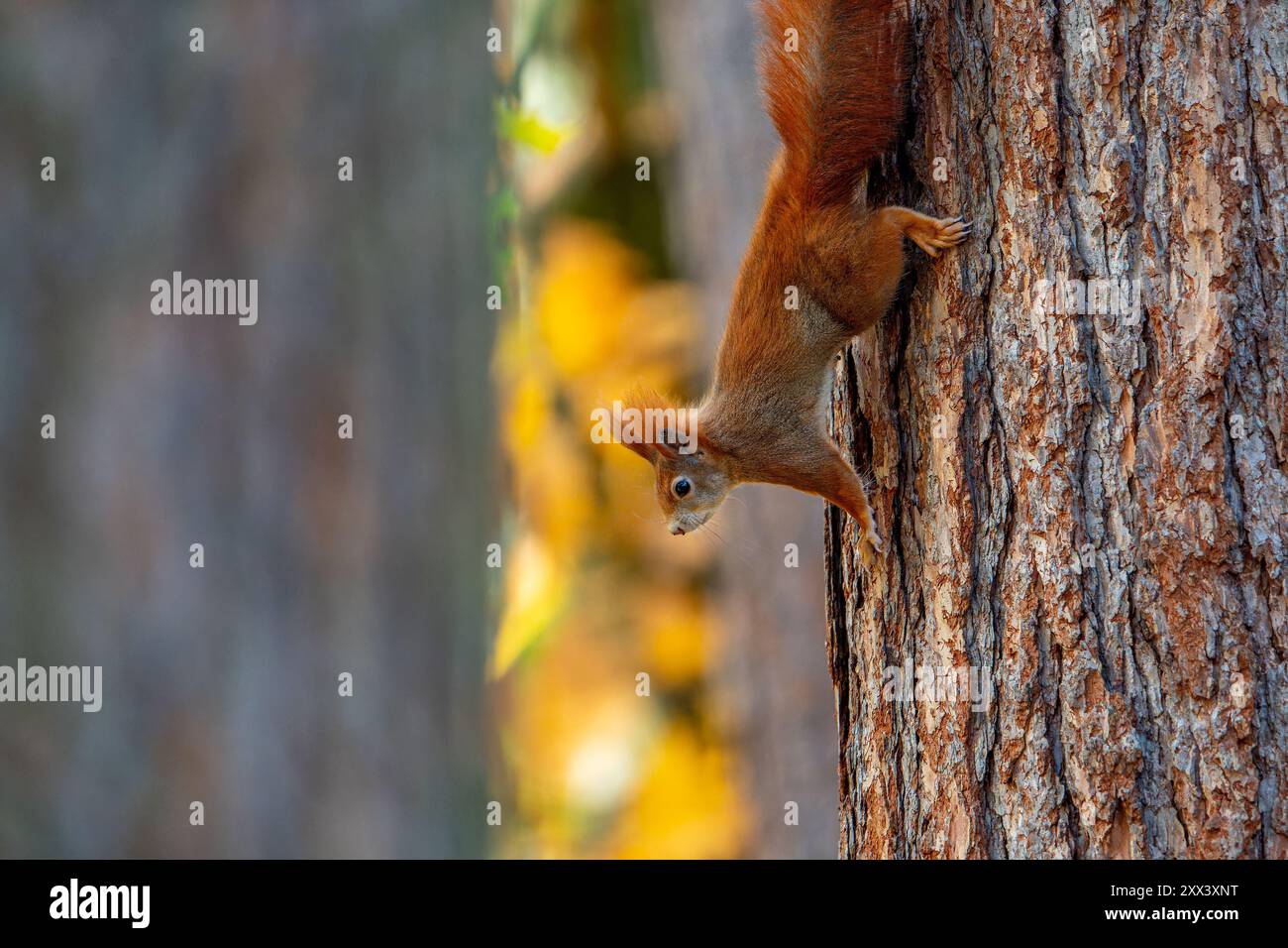 A curious squirrel (Sciurus vulgaris) is climbing down a tree headfirst ...