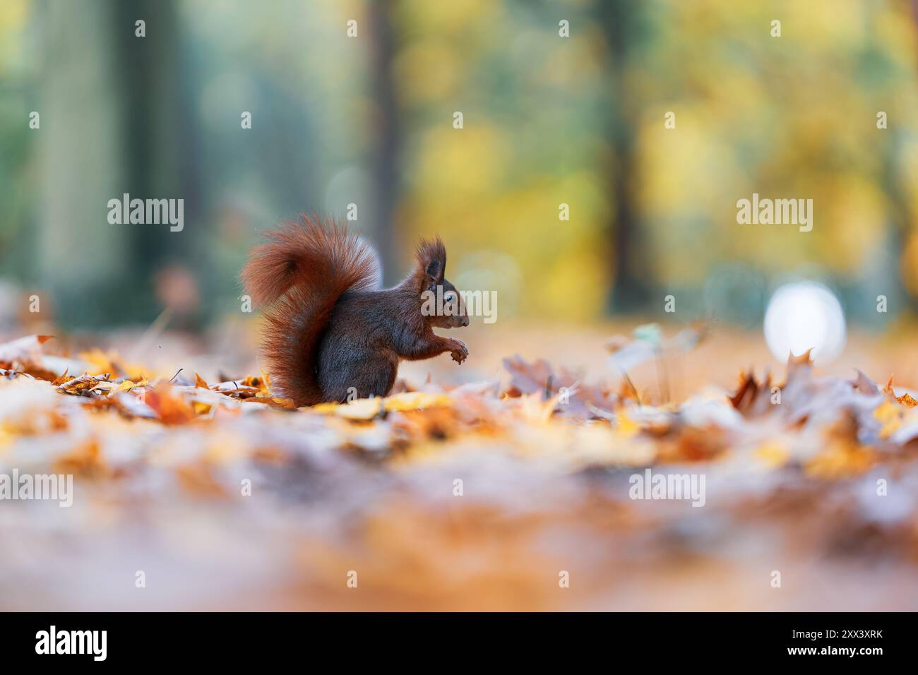 A close-up shot of a squirrel (Sciurus vulgaris) feeding in a vibrant ...