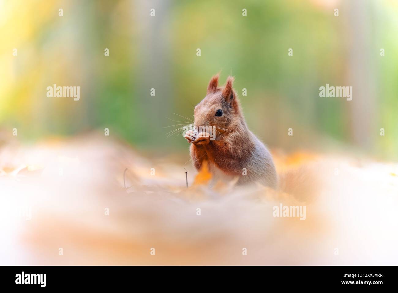 A close-up shot of a squirrel (Sciurus vulgaris) feeding in a vibrant ...