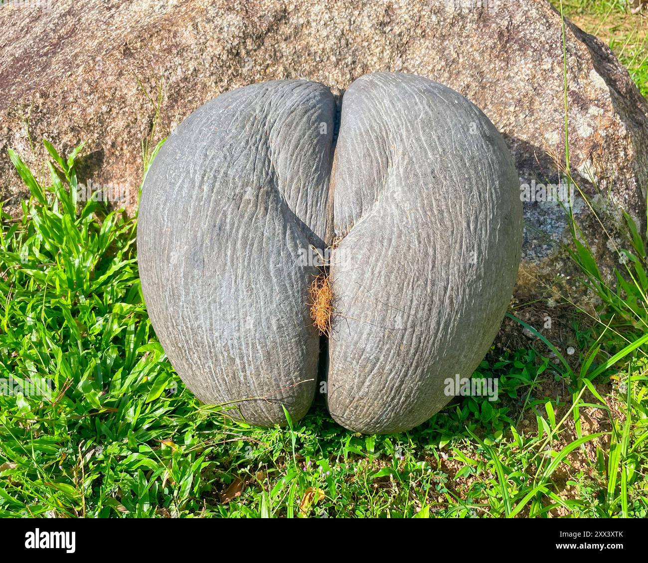 Female coco de mer seed on green grass near granite rock, Mahe Seychelles Stock Photo - Alamy