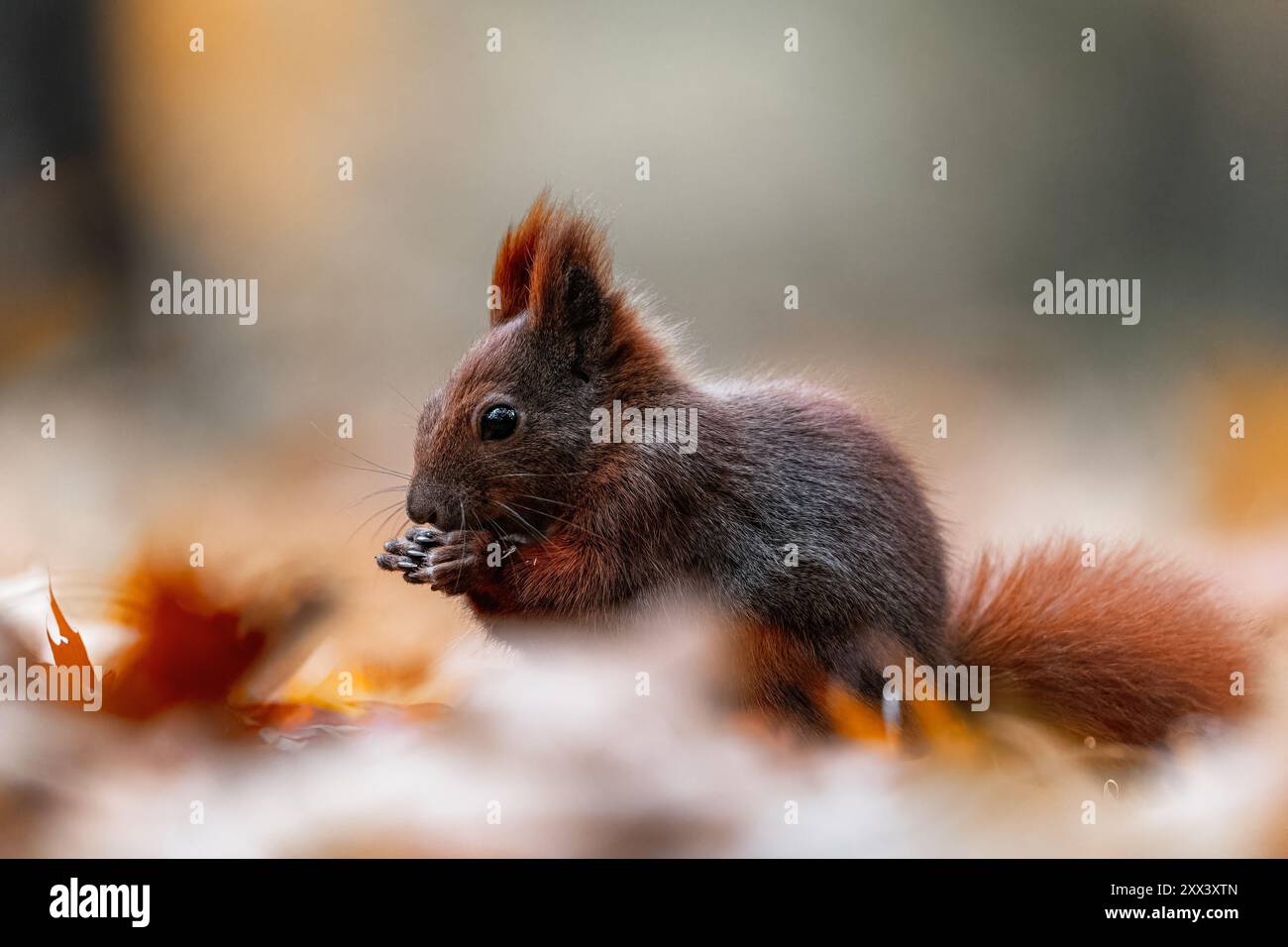 A close-up shot of a squirrel (Sciurus vulgaris) feeding in a vibrant ...