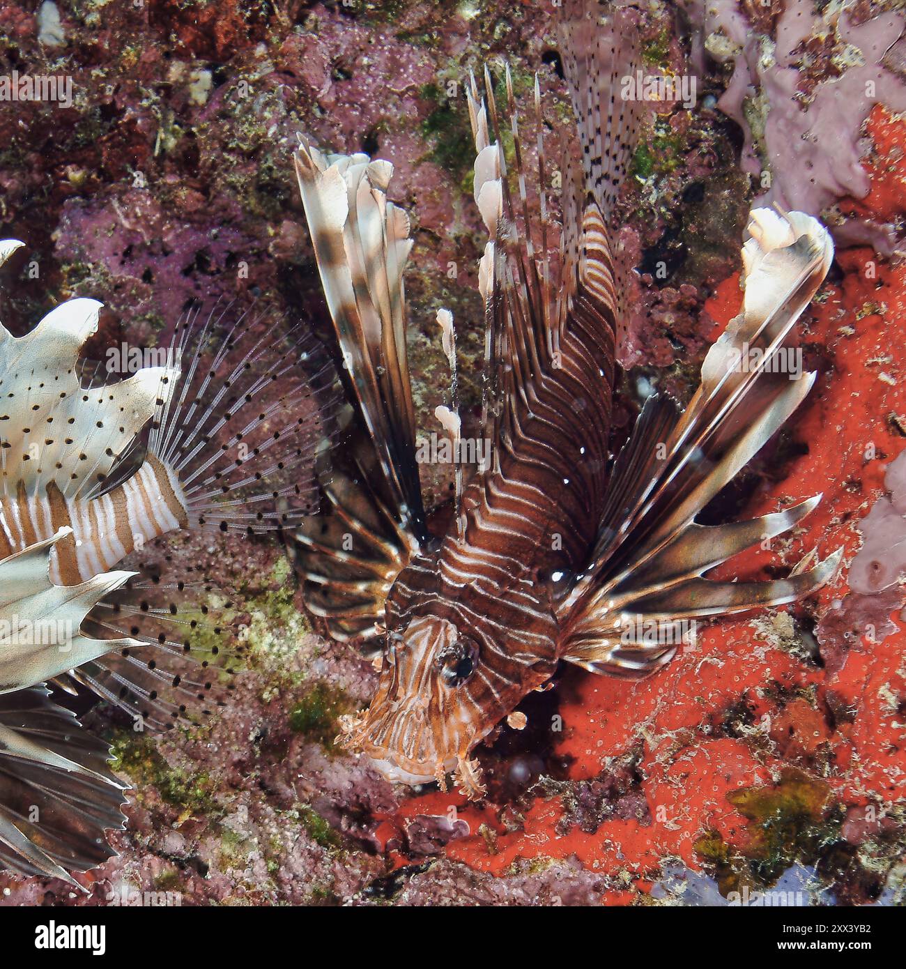 Marine life on the sea bed hi-res stock photography and images - Alamy