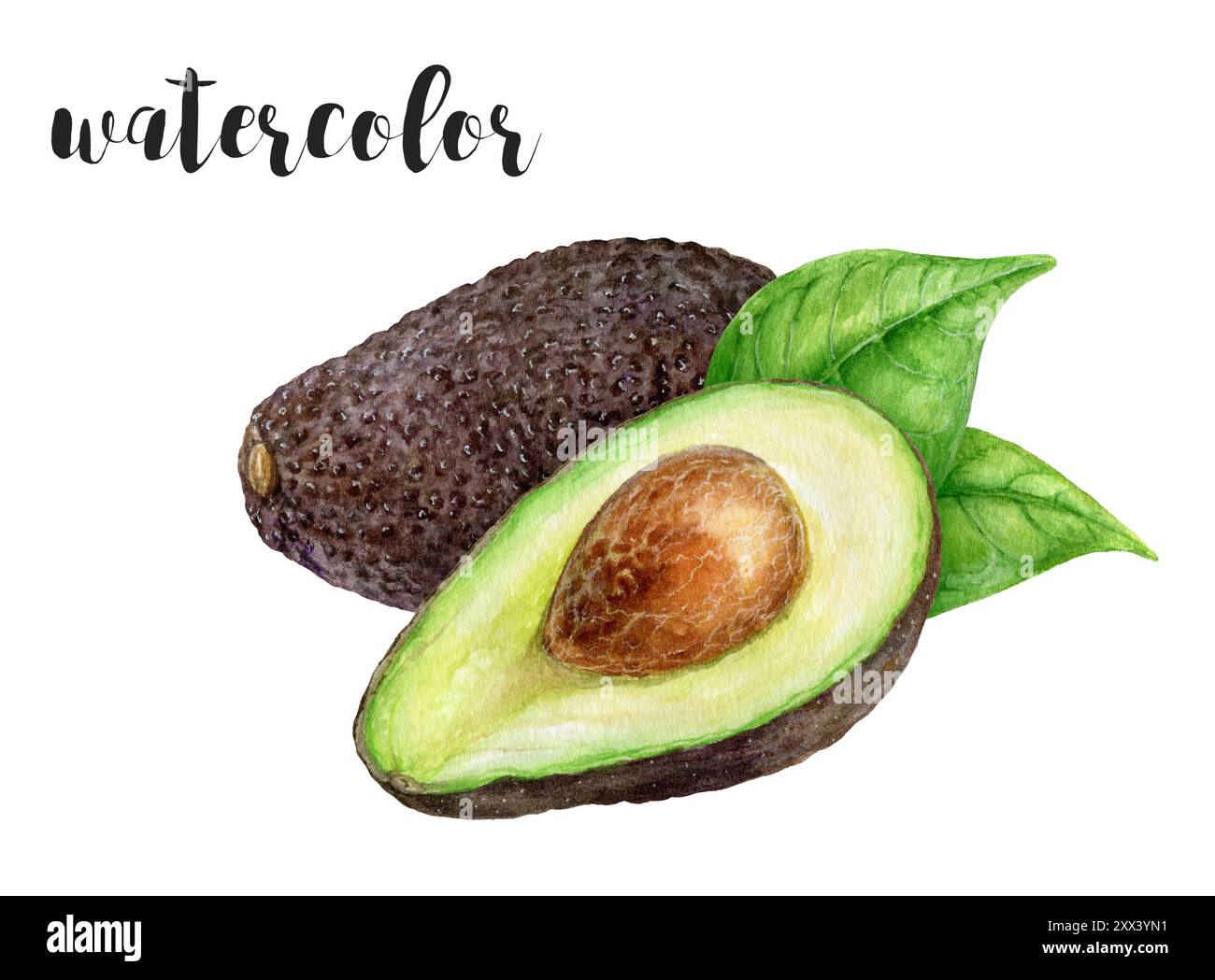 Beautiful Watercolor Illustration of Fresh Avocados Showcasing Their ...