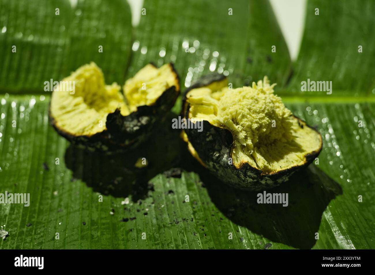 roasted Bread fruit, break open on banana leaves, Seychelles authentic ...
