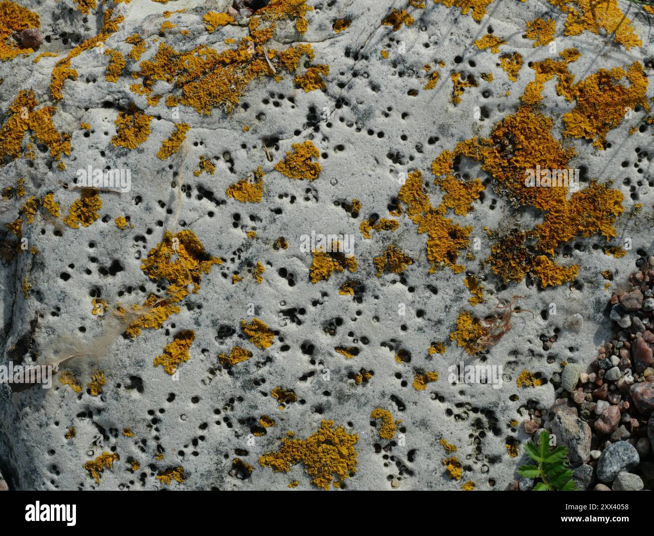 Caloplaca marina is a marine lichen growing on coasts, enduring salt ...