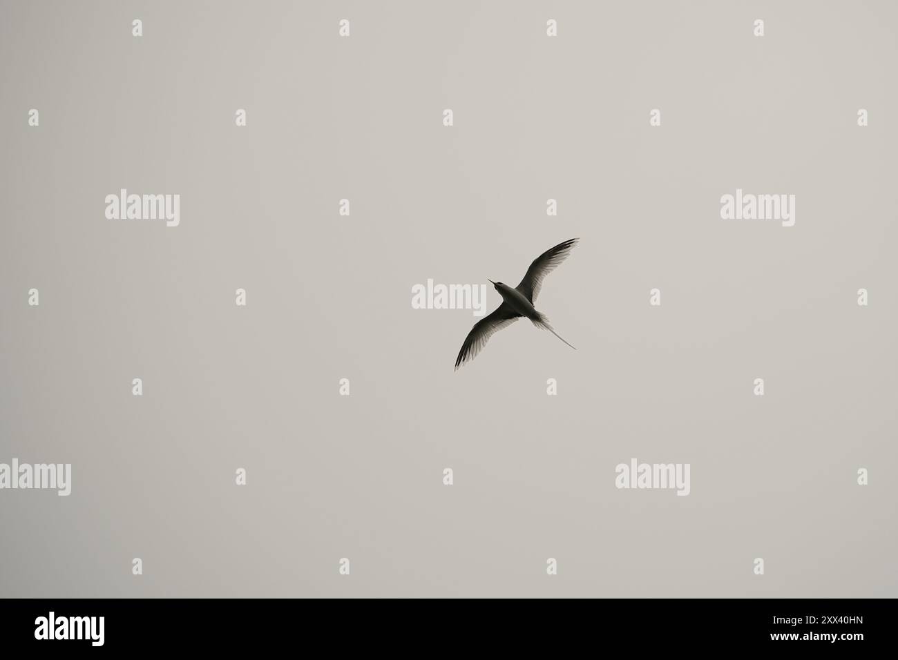 Single white tailed tropical bird flying under cloudy sky, Mahe ...