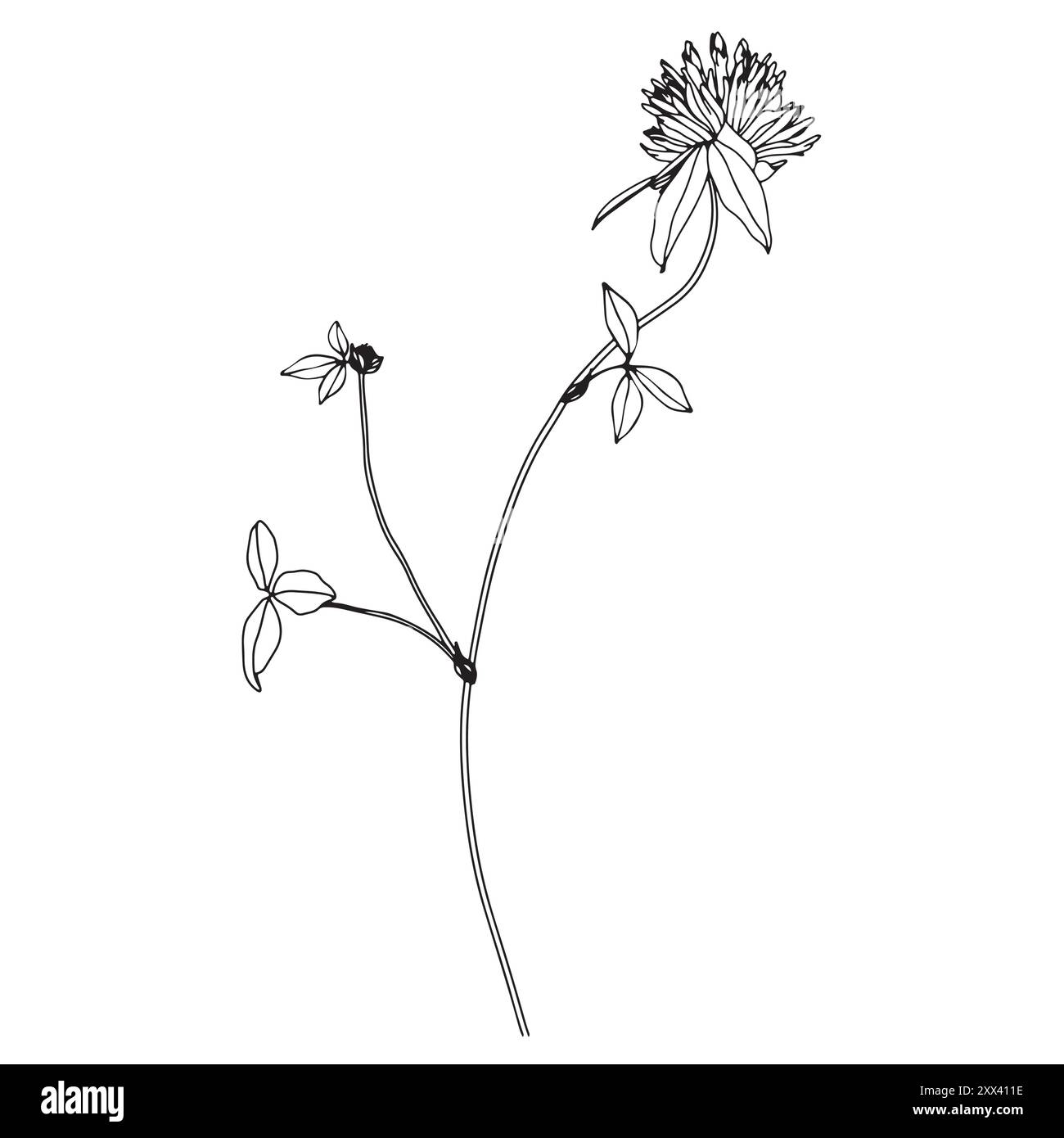 Summer Flower Clipart Outline Summer Flower Phlox, Vector & Photo