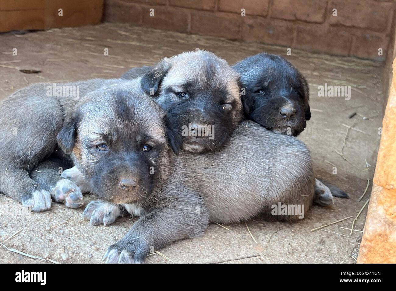 PRODUCTION - 05 August 2024, Namibia, Otjiwarongo: Three-week-old ...