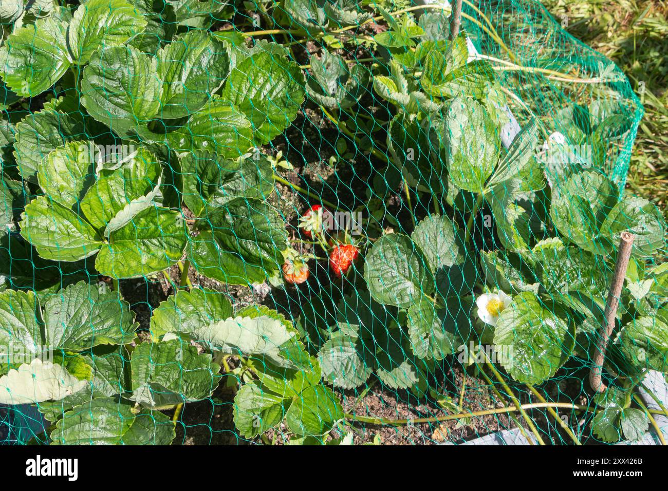 Strawberry plants in a vegetable garden with a net as protection ...