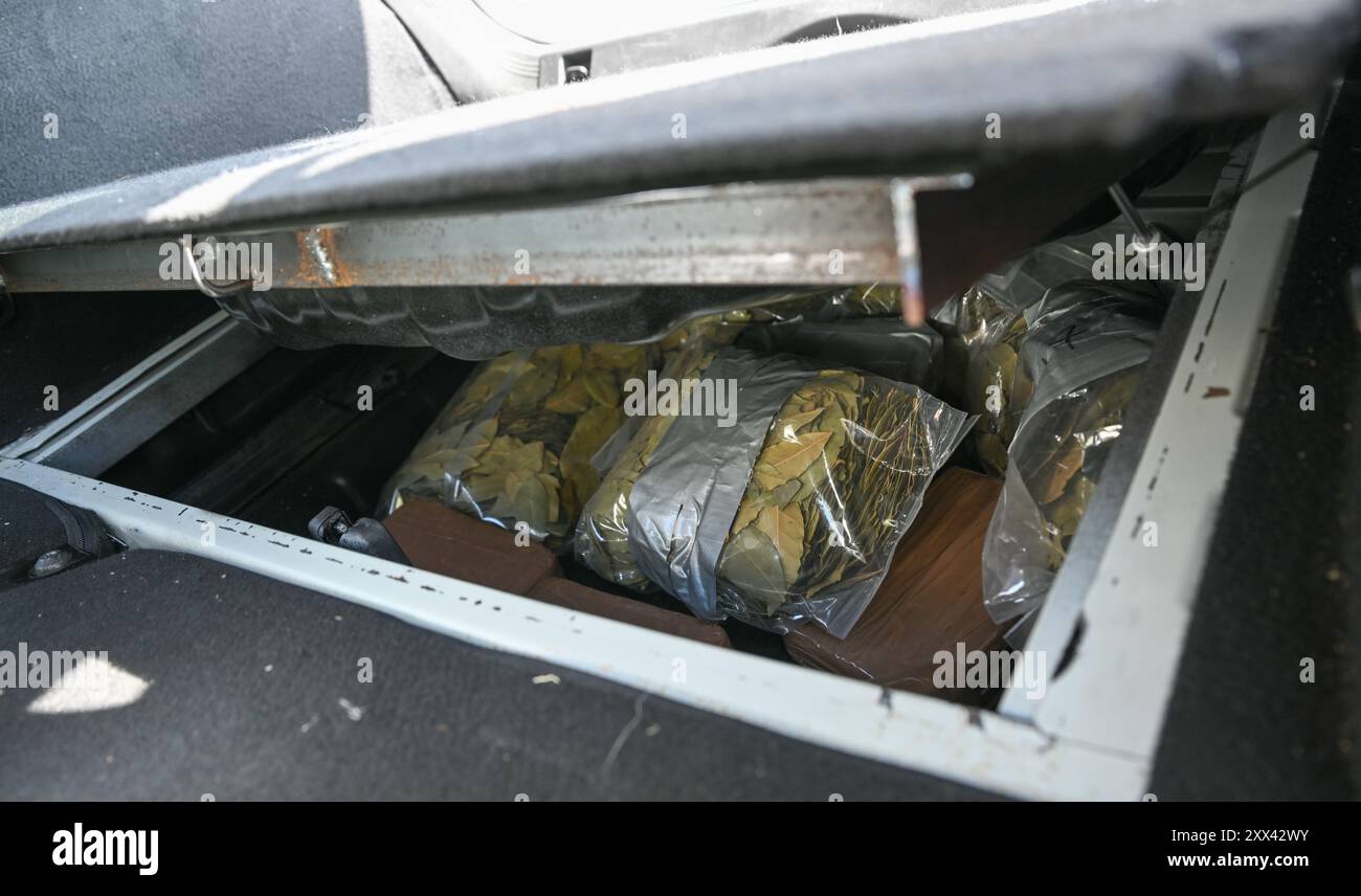 22 August 2024, Hesse, Wiesbaden: View of a hiding place in the trunk ...