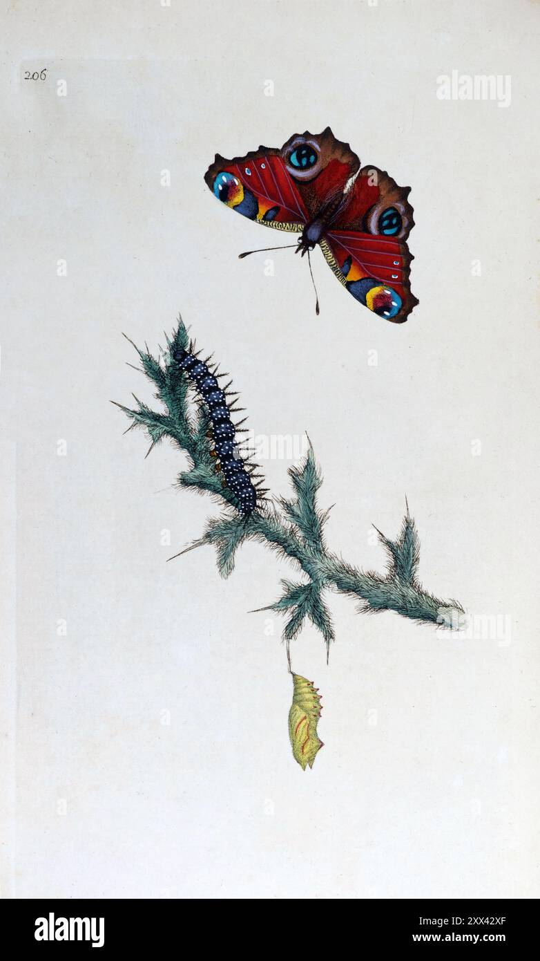 Peacock Butterfly. Plate 206, British Insects, Edward Donovan, 1792 ...