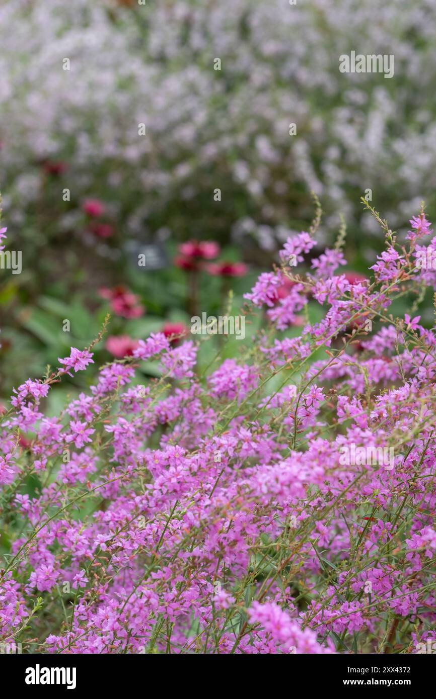 Piet oudolf garden surrey hi-res stock photography and images - Alamy