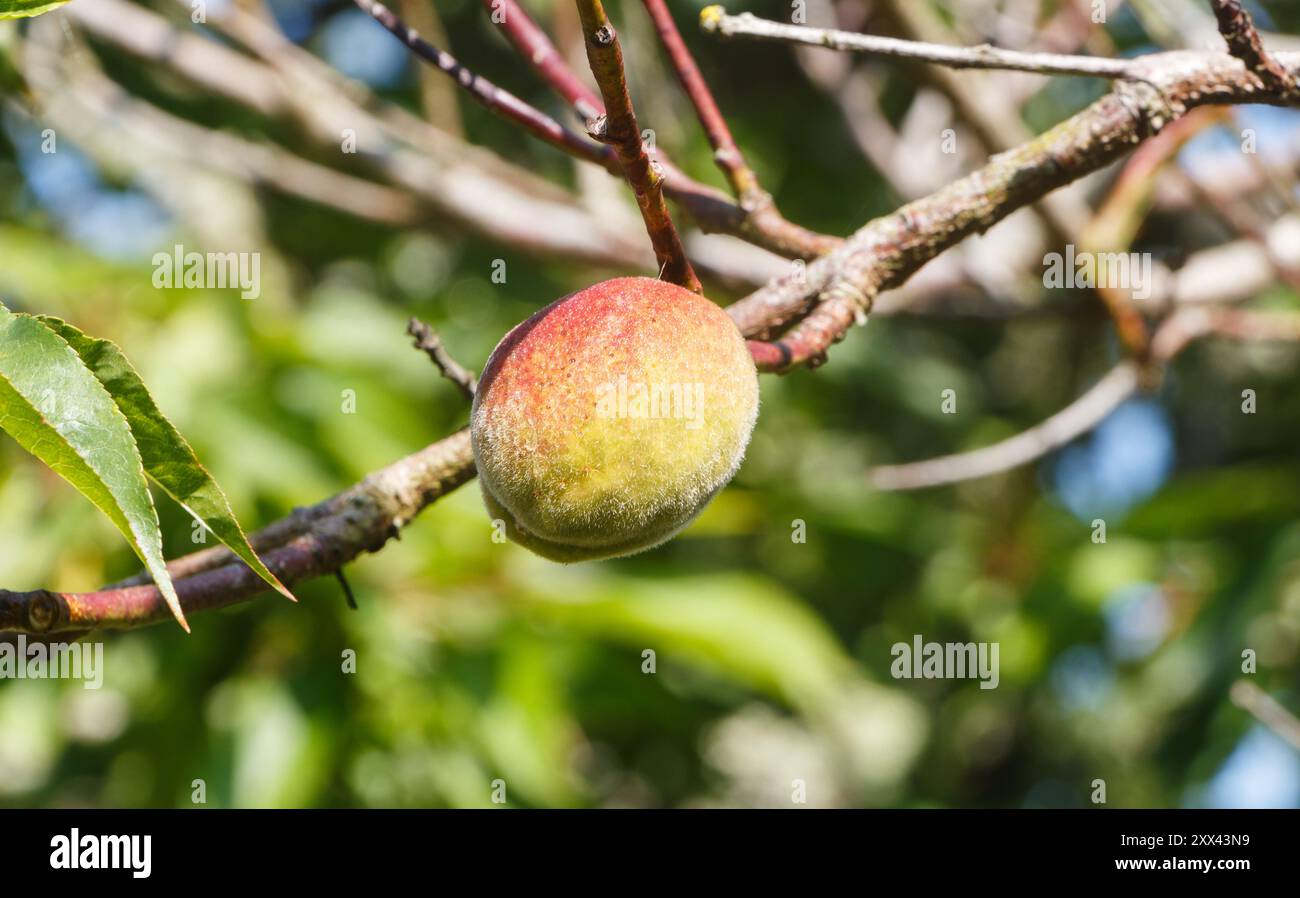Little peach tree in orchard hi-res stock photography and images - Alamy