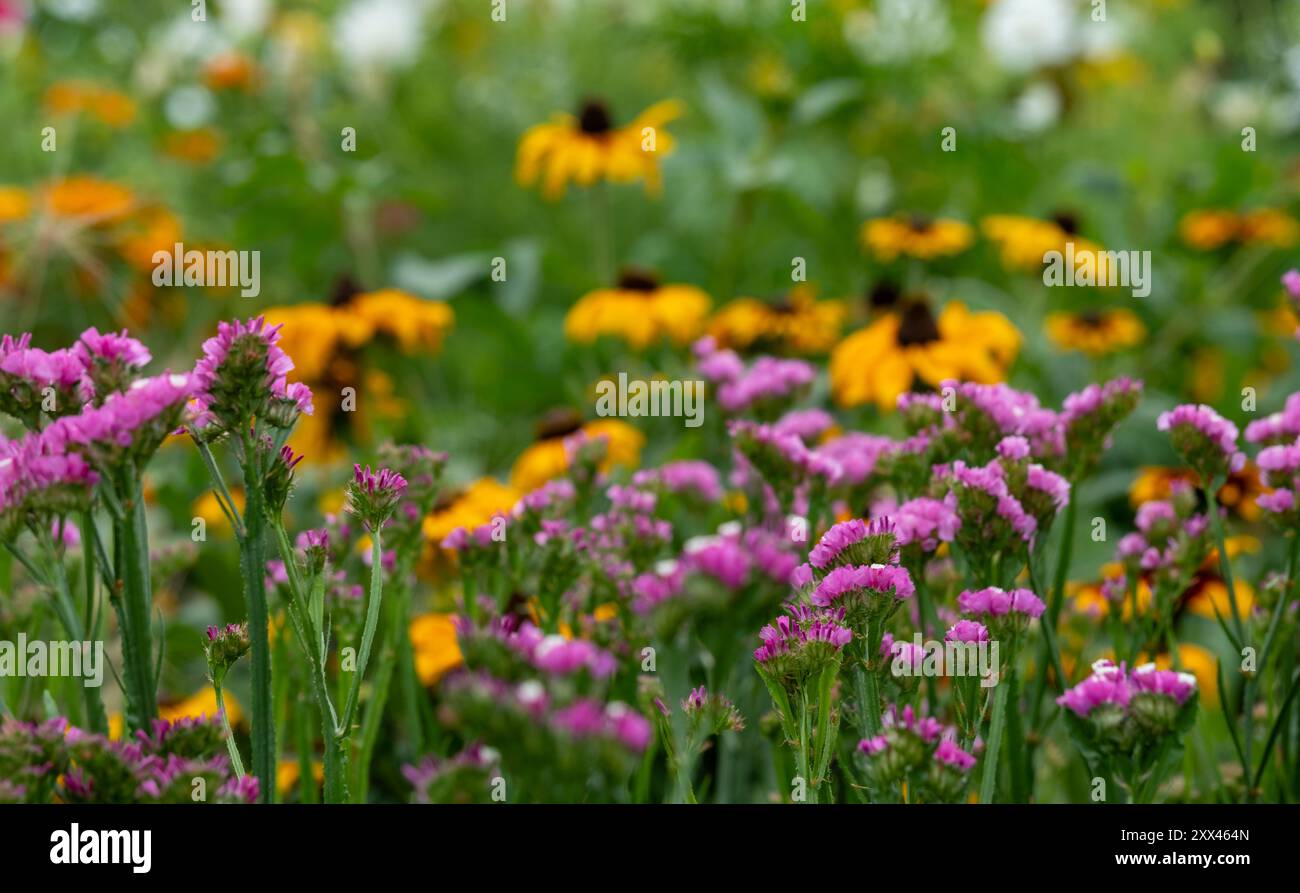 Stunning, colourful mixed flower border with pink limonium sinuatum ...