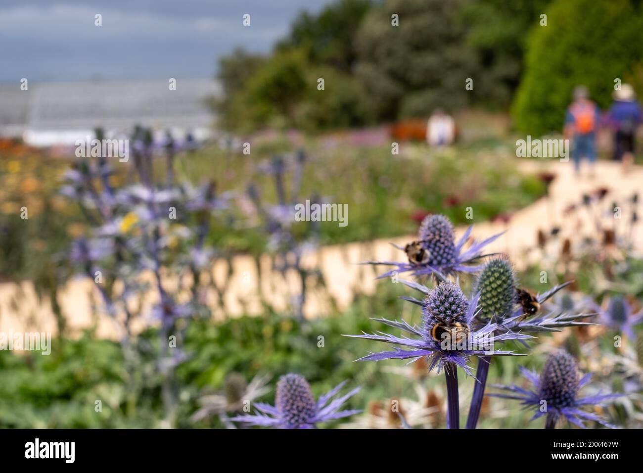 Mixed flower border with bee-loving blue Eryngium flowers, designed by ...