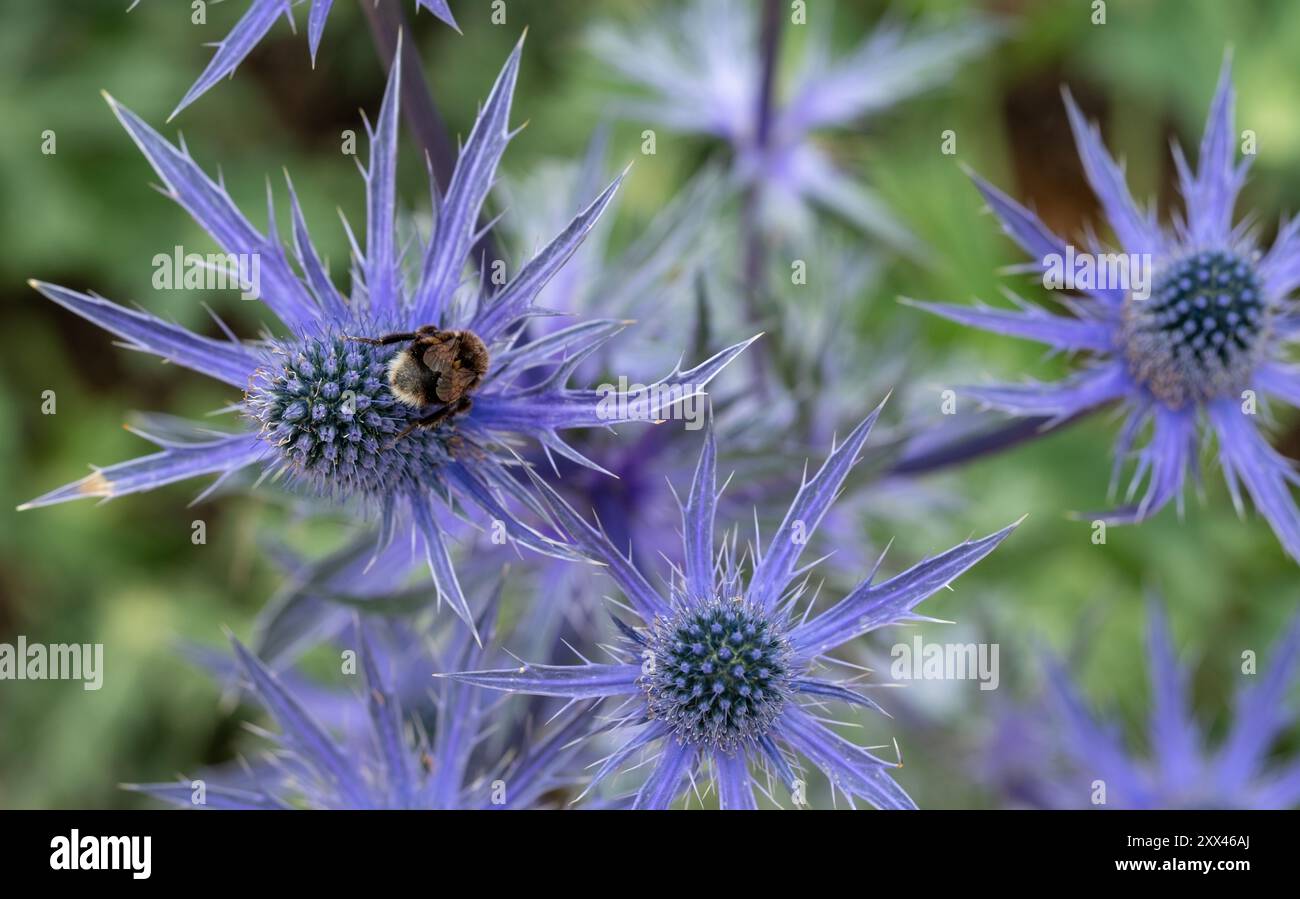 Mixed flower border with bee-loving blue Eryngium flowers, designed by ...