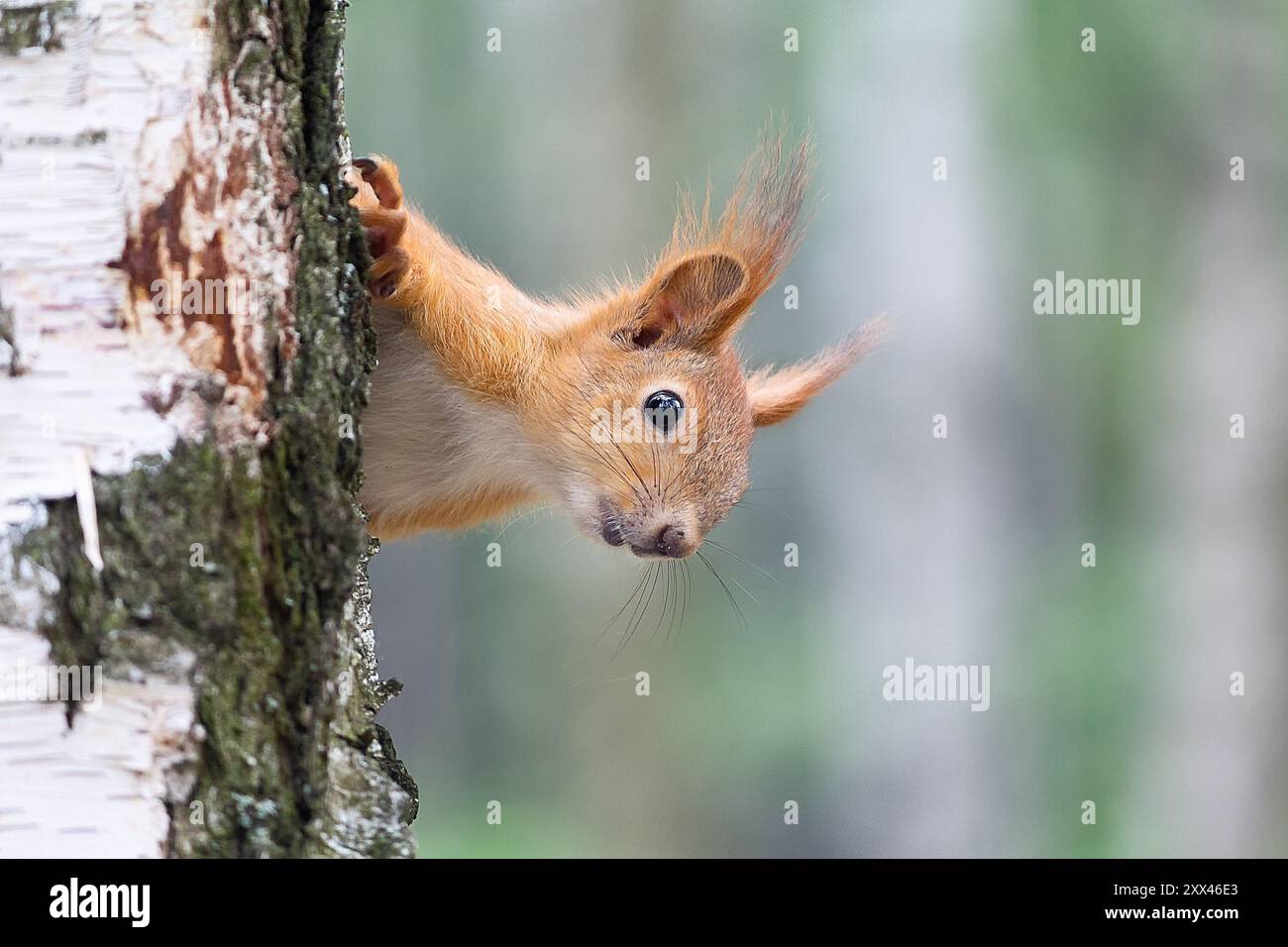A cute Red Squirrel, Sciurus vulgaris peeks out from behind a tree ...