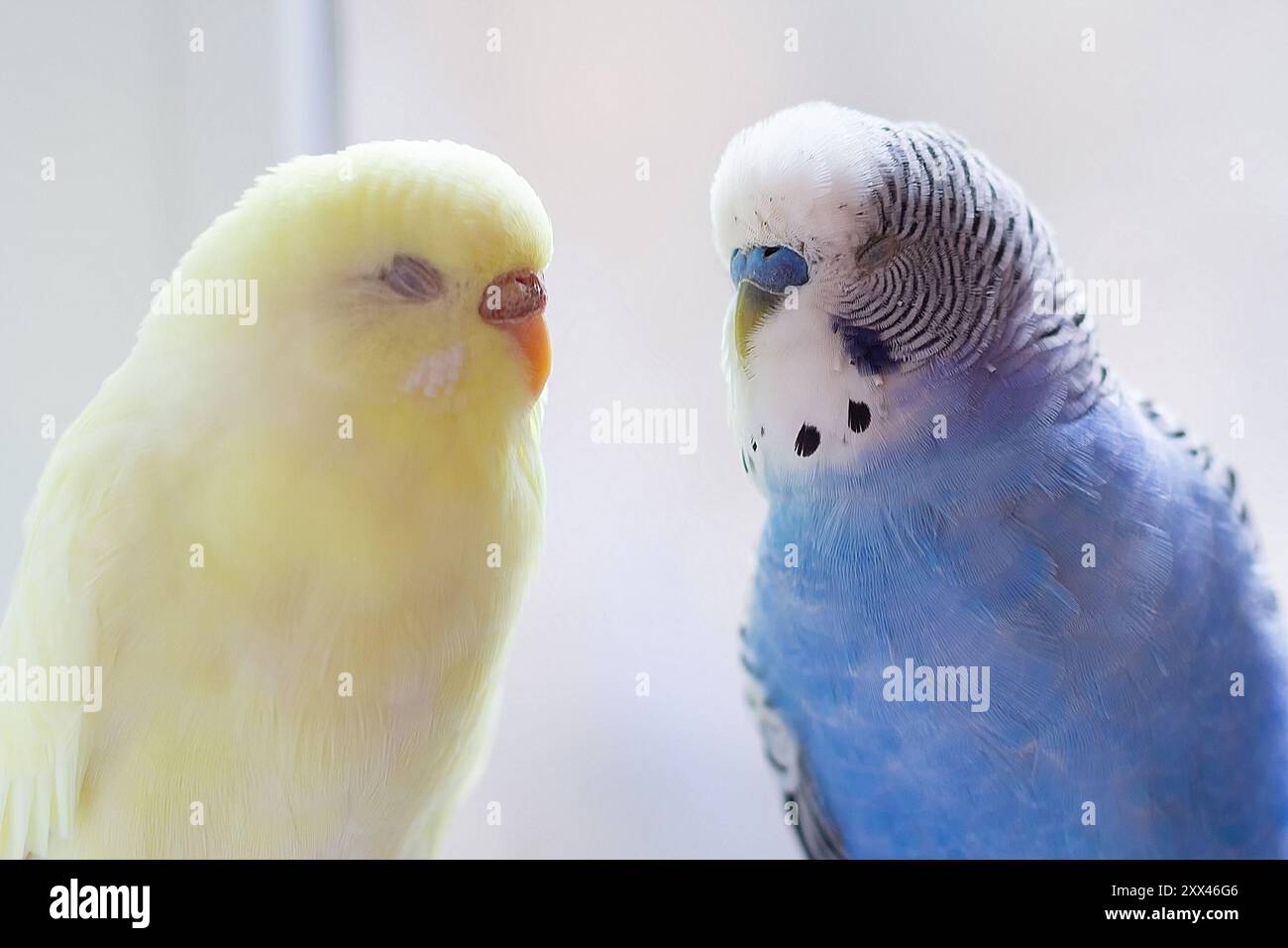 Two sleepy budgies in a home environment. Bird Stock Photo - Alamy